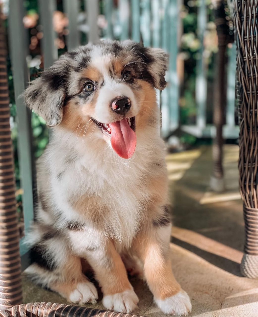 Australian Shepherd Puppies for Sale in Australia : Tom shepherds